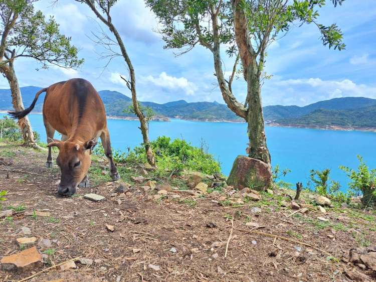 Research Highlights 研究亮點 – Hong Kong Feral Cattle Research