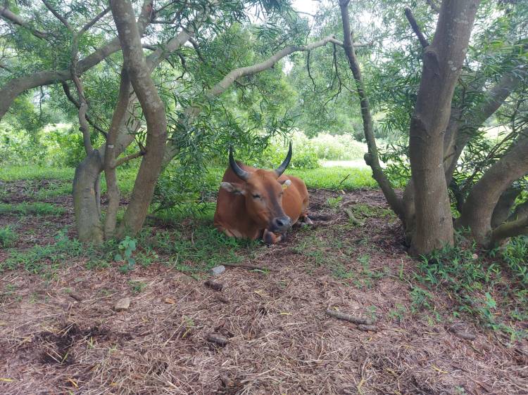 Relevant Publications 相關出版物 – Hong Kong Feral Cattle Research