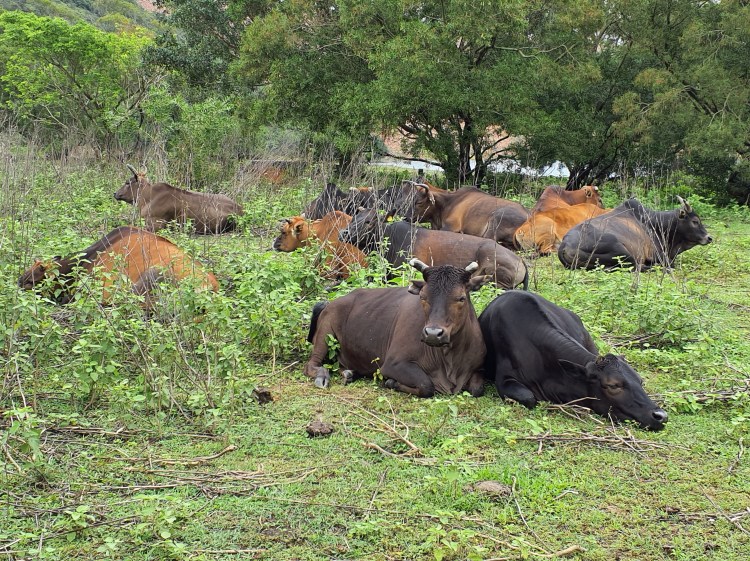 Relevant Publications 相關出版物 – Hong Kong Feral Cattle Research