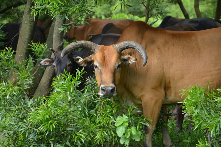 Research Highlights 研究亮點 – Hong Kong Feral Cattle Research