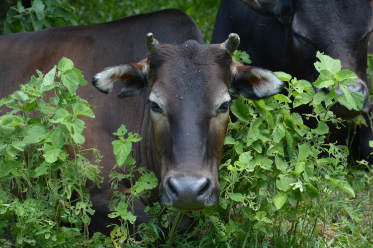 Relevant Publications 相關出版物 – Hong Kong Feral Cattle Research