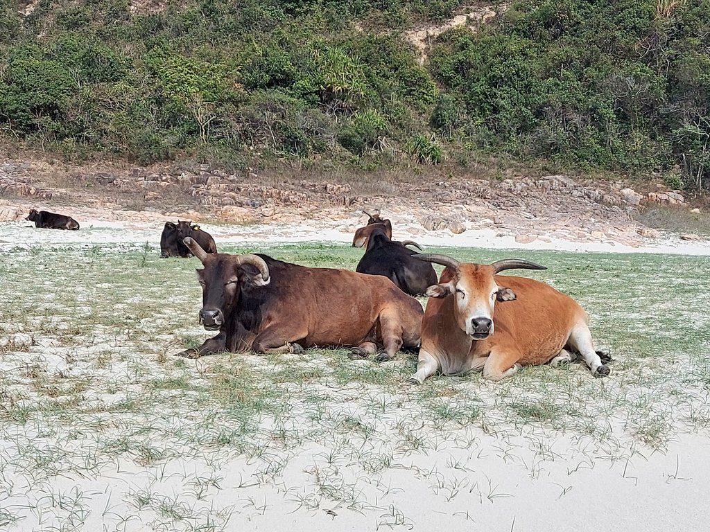 Research Highlights 研究亮點 – Hong Kong Feral Cattle Research