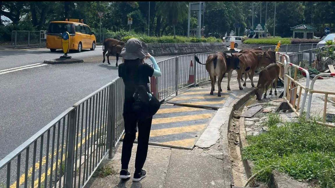 The Team 團隊 – Hong Kong Feral Cattle Research