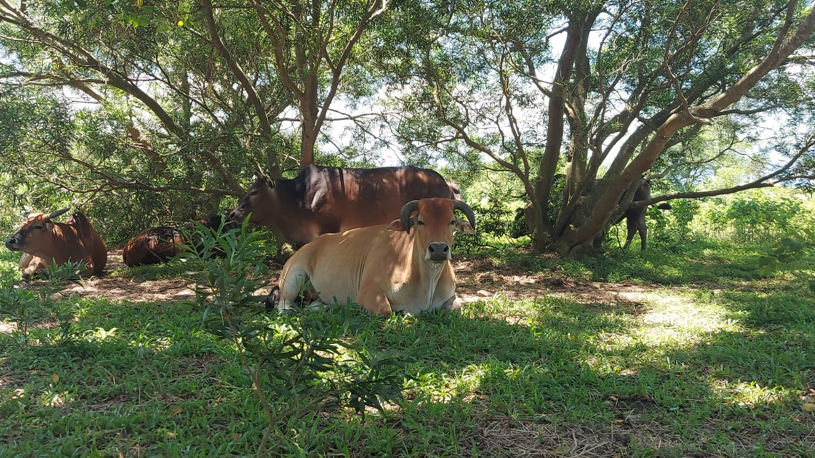 Opportunities 機遇 – Hong Kong Feral Cattle Research